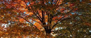 About Us - Poppy Bank